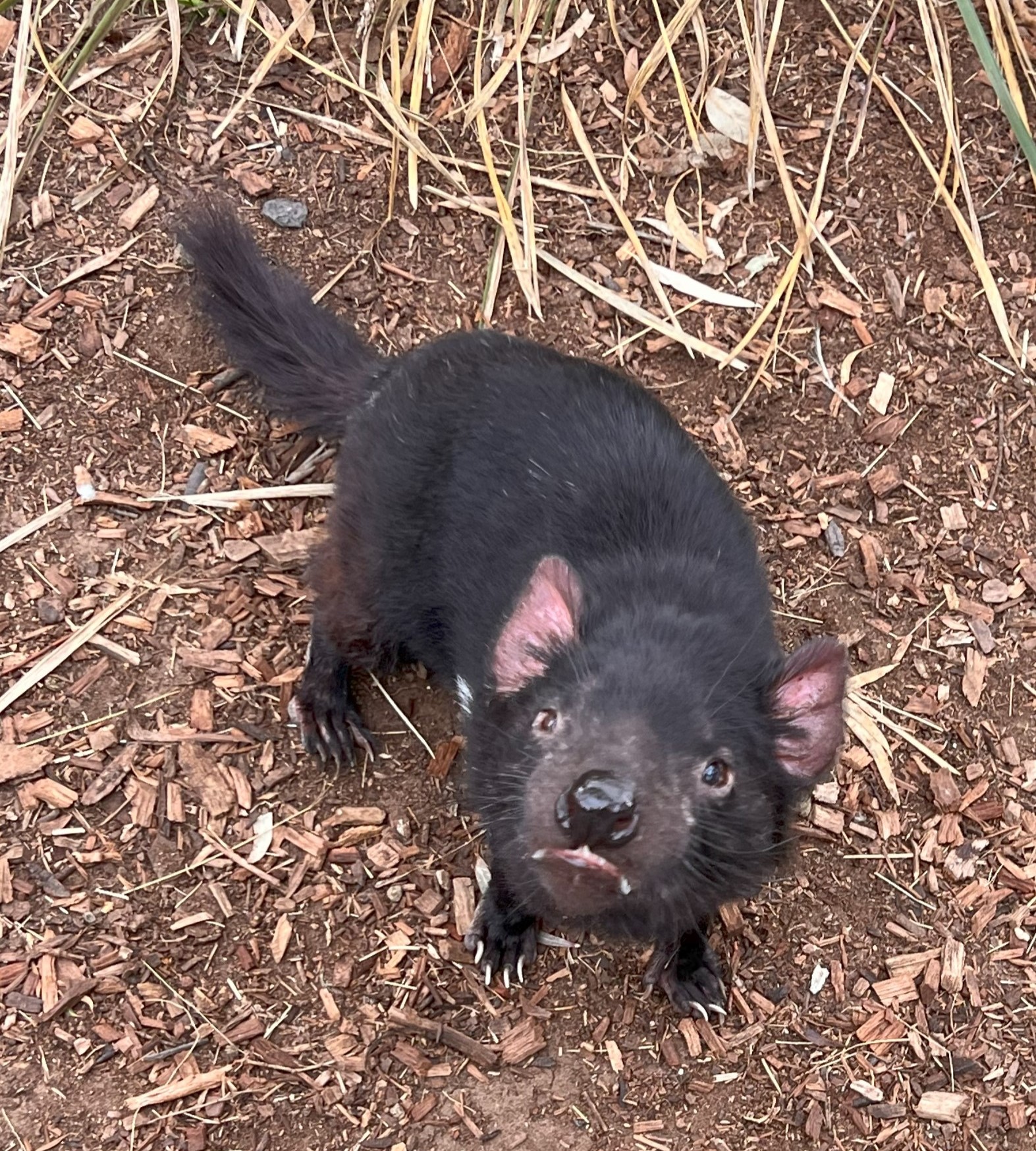 Tackling Transmissible Cancers: Innovations in Tasmanian Devil ... Tackling Transmissible Cancers: Innovations in Tasmanian Devil ...